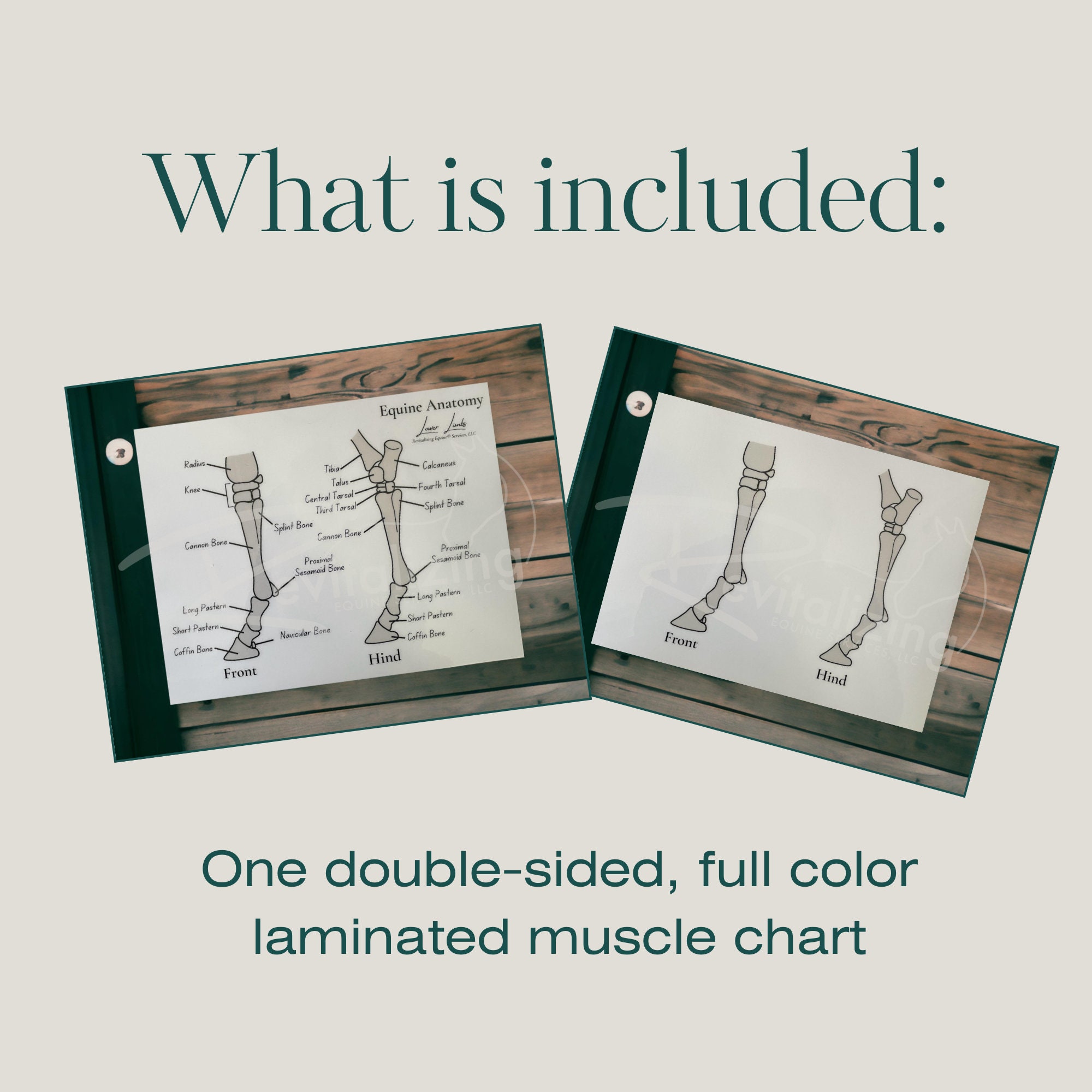 Equine Lower Limb Anatomy - Horse Anatomy - Horse Lower Leg - Equine ...