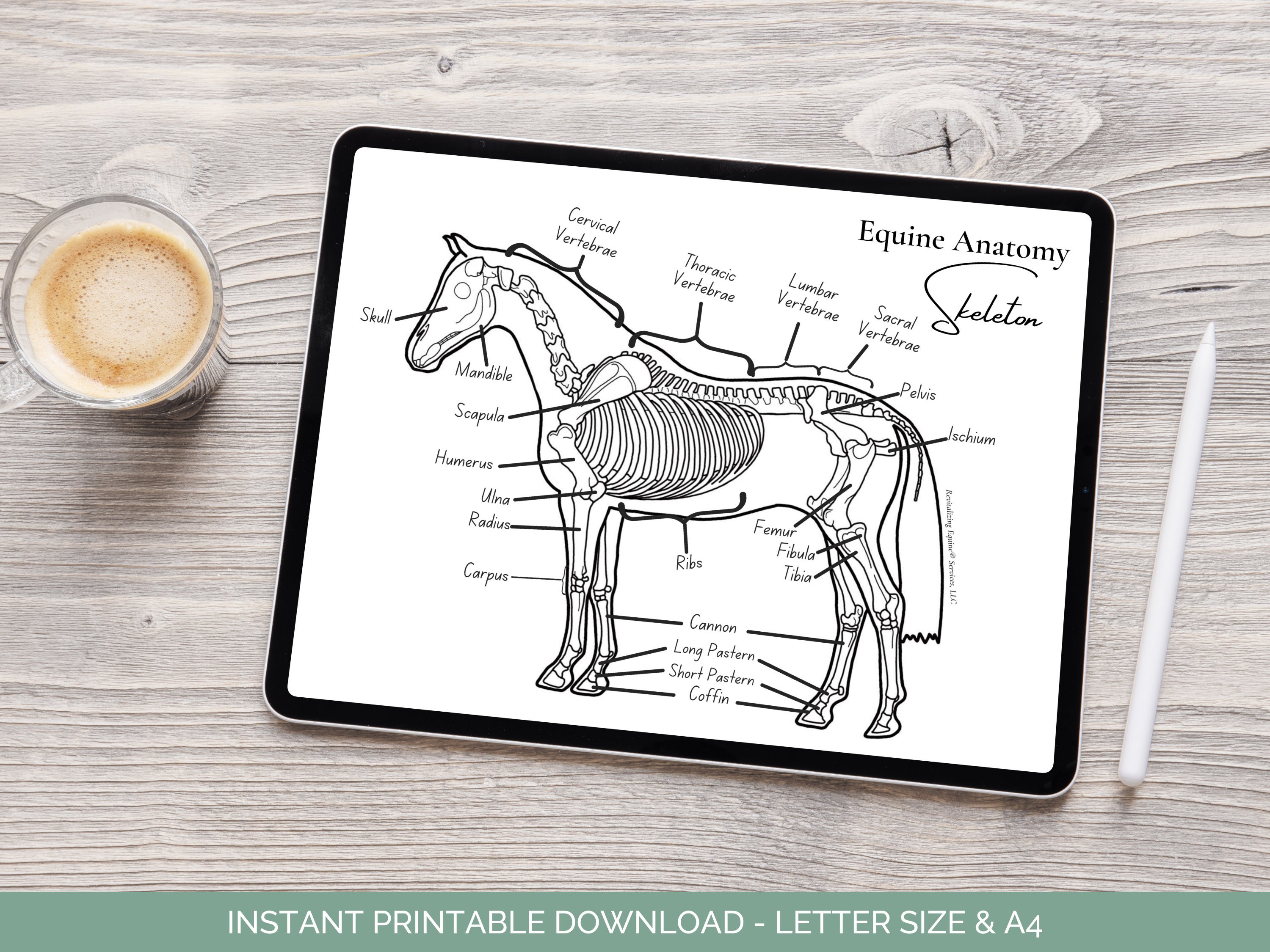 Equine Skeleton Worksheet - Horse Anatomy - Horse Skeleton - Equine ...