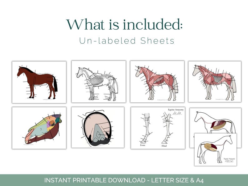 Equine Worksheet Shop Bundle - Horse Anatomy - Equine Anatomy - Equine ...