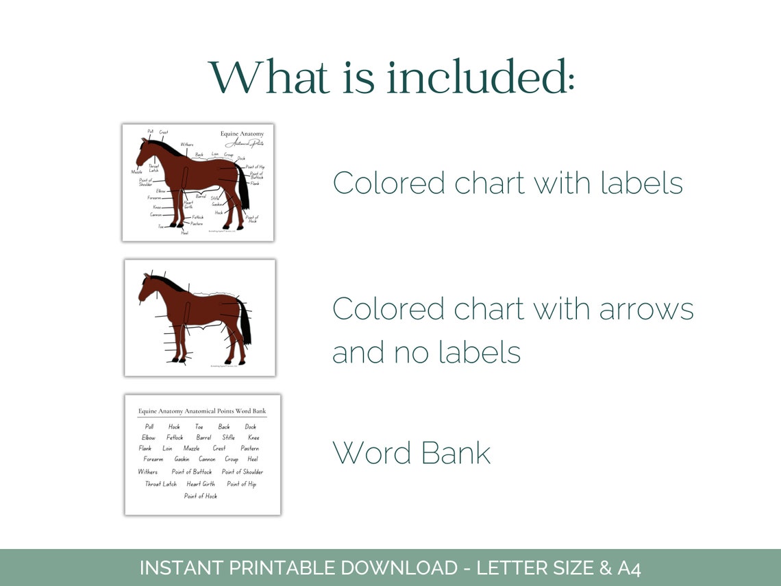 Equine Anatomical Points Worksheet - Horse Anatomy - Equine Anatomy ...
