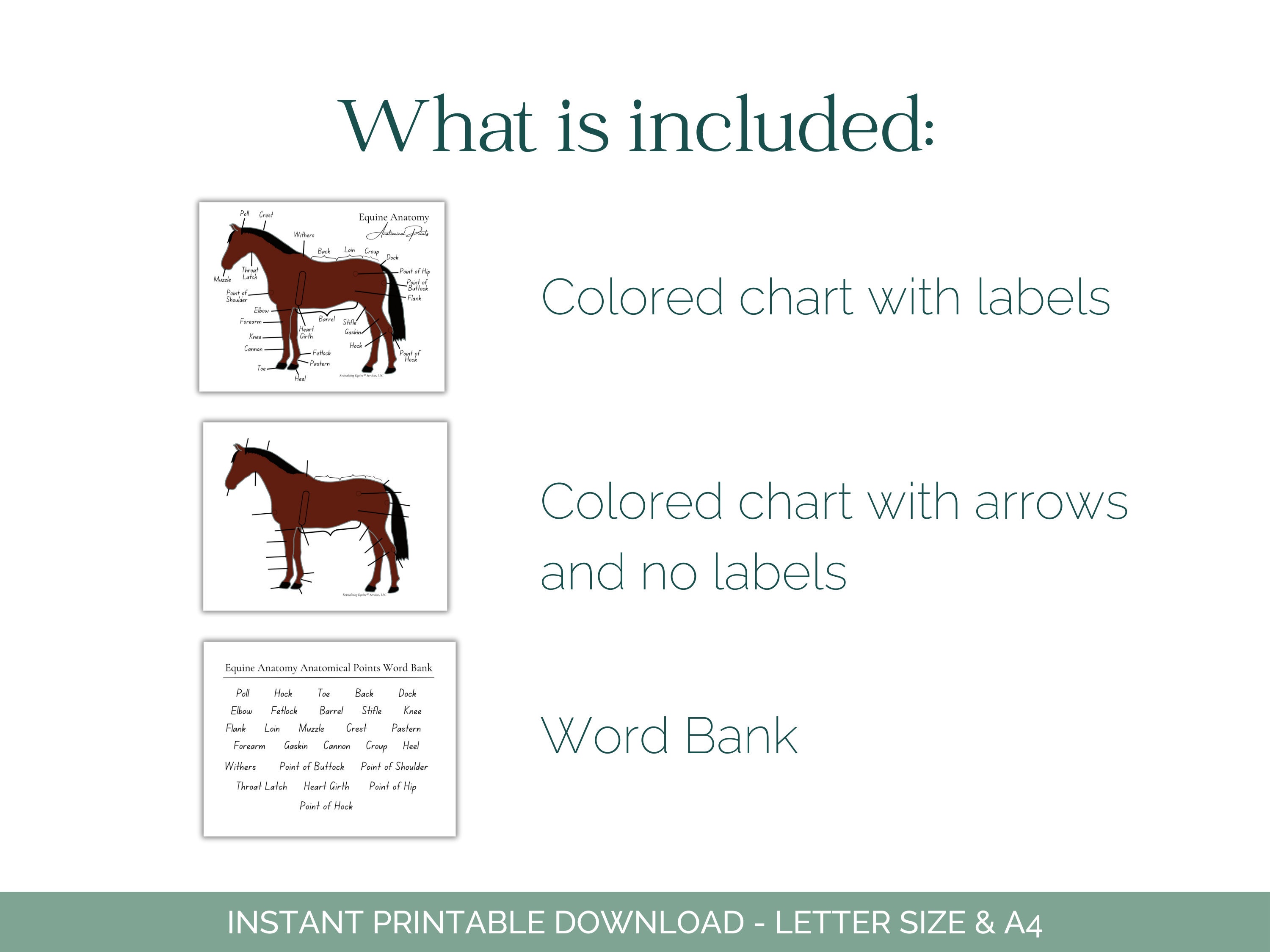 Equine Anatomy Worksheet – Labeled Horse Points (printable Download) - Etsy