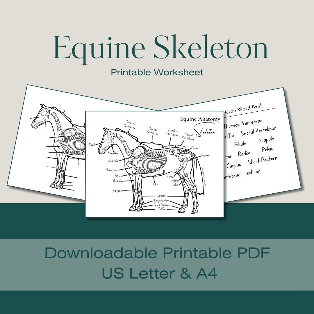 Equine Skeleton Worksheet Horse Anatomy Horse Skeleton - Etsy