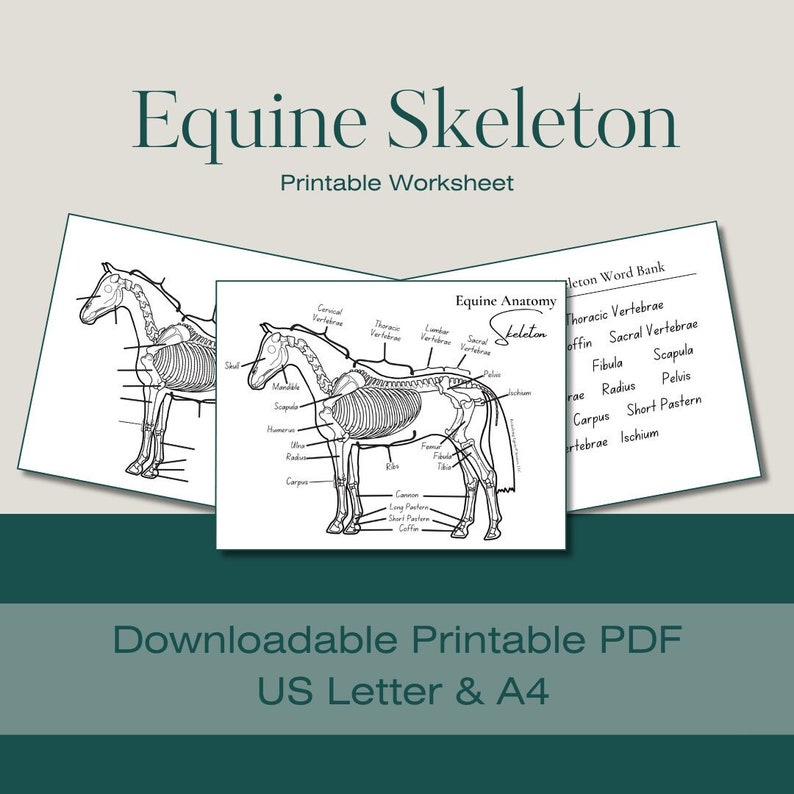Equine Skeleton Worksheet Horse Anatomy Horse Skeleton Equine Anatomy ...