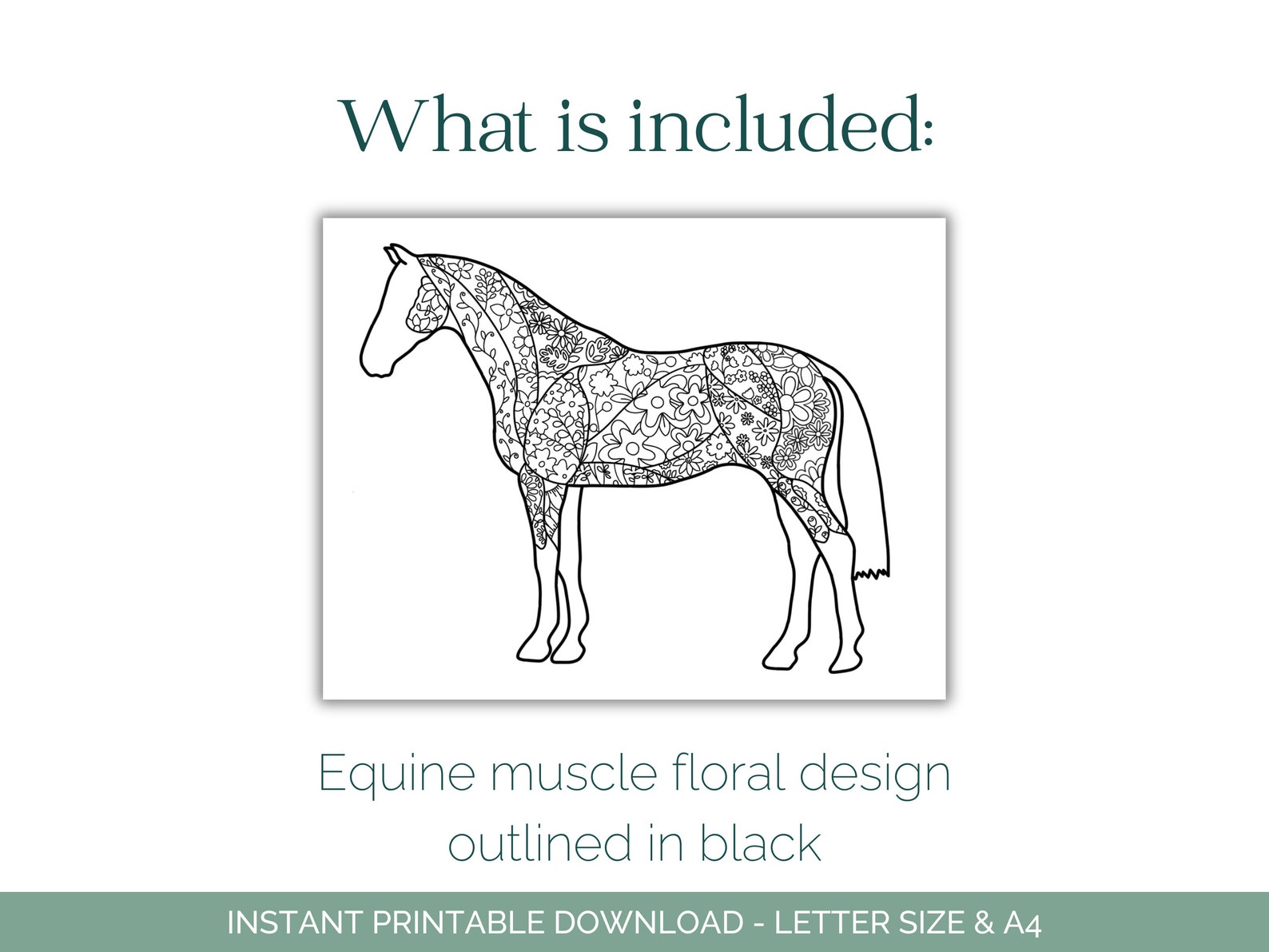 Equine Coloring Page Horse Coloring Activity Horse Coloring Page Equine Muscles Equine Anatomy ...
