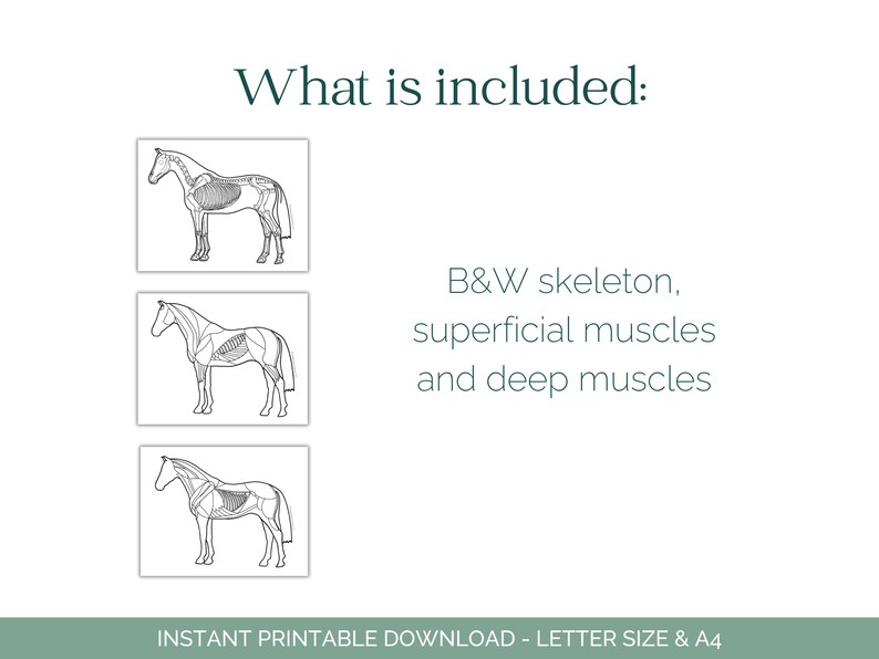 Equine Anatomy Coloring Page - Horse Anatomy - Horse Muscles - Equine ...