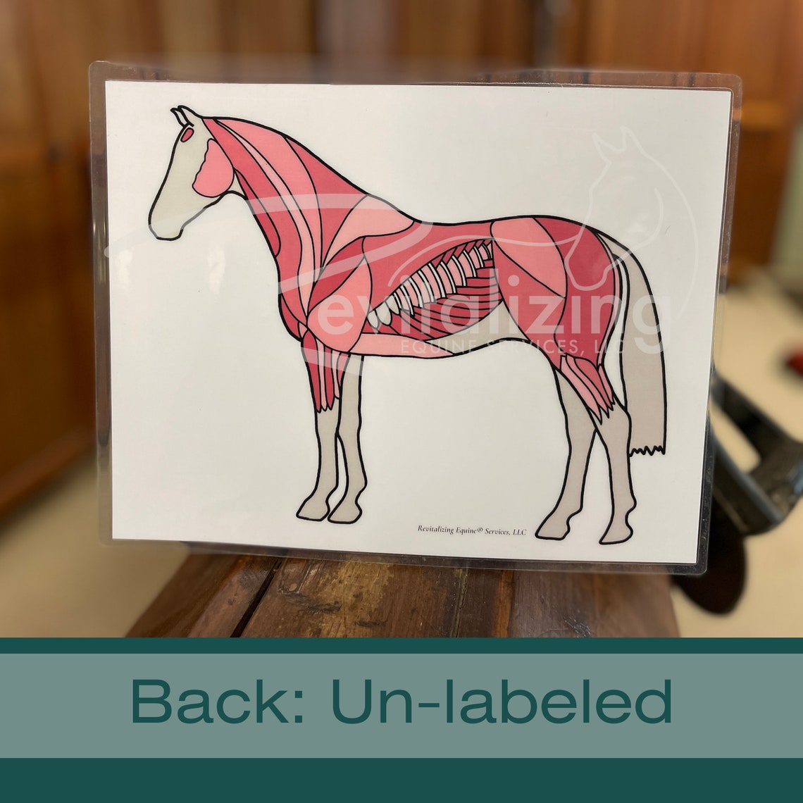 Equine Superficial Muscle Chart Horse Anatomy Horse Muscular System ...