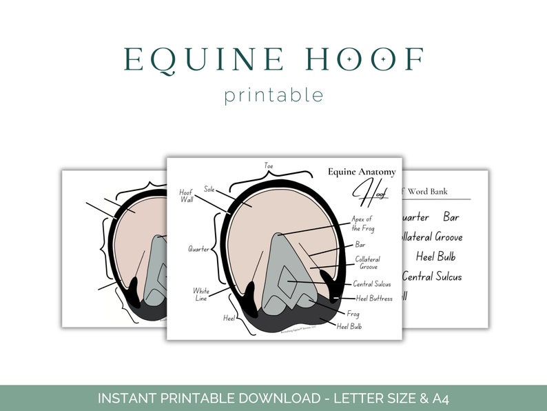 Equine Hoof Anatomy Worksheet – Printable Horse Education (PDF) - Etsy