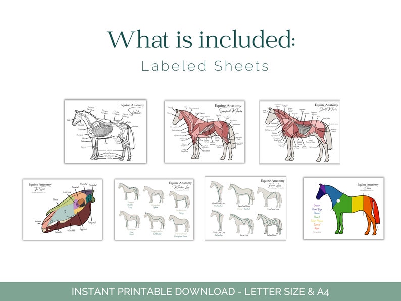 Equine Bodyworker Worksheet Bundle - Horse Anatomy - Equine Anatomy ...