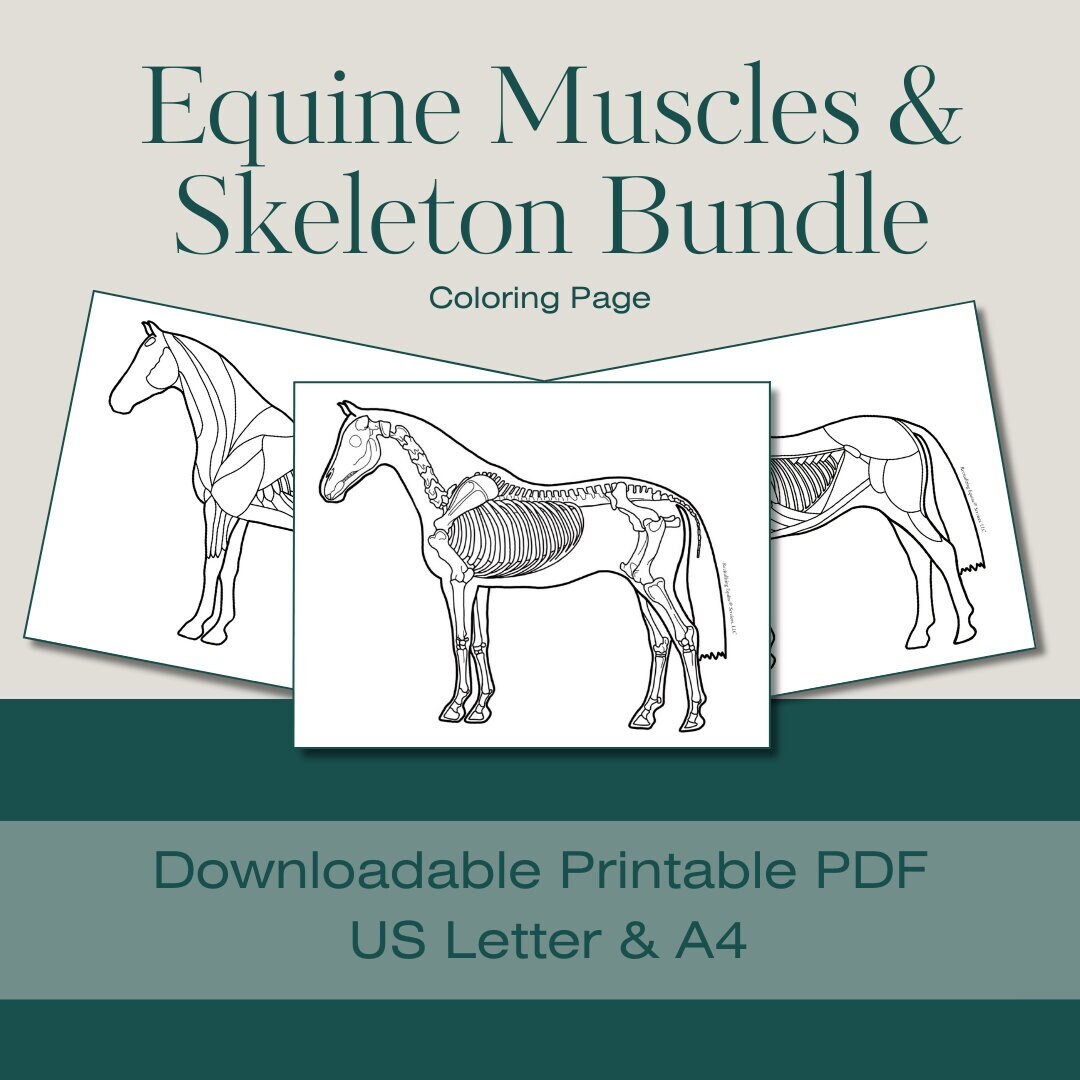 Equine Anatomy Coloring Page Horse Anatomy Horse Muscles - Etsy UK