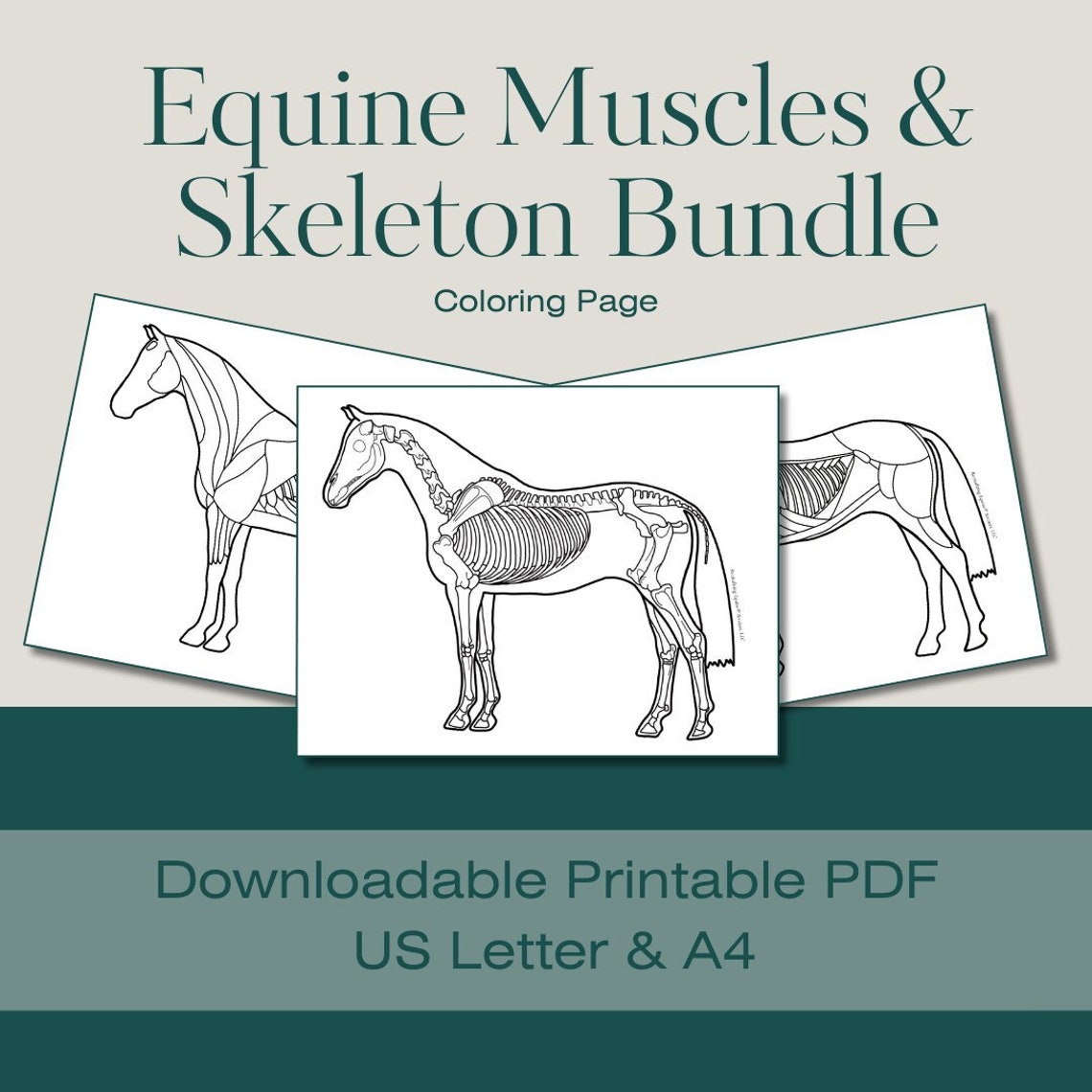 Equine Anatomy Coloring Page Horse Anatomy Horse Muscles Equine ...