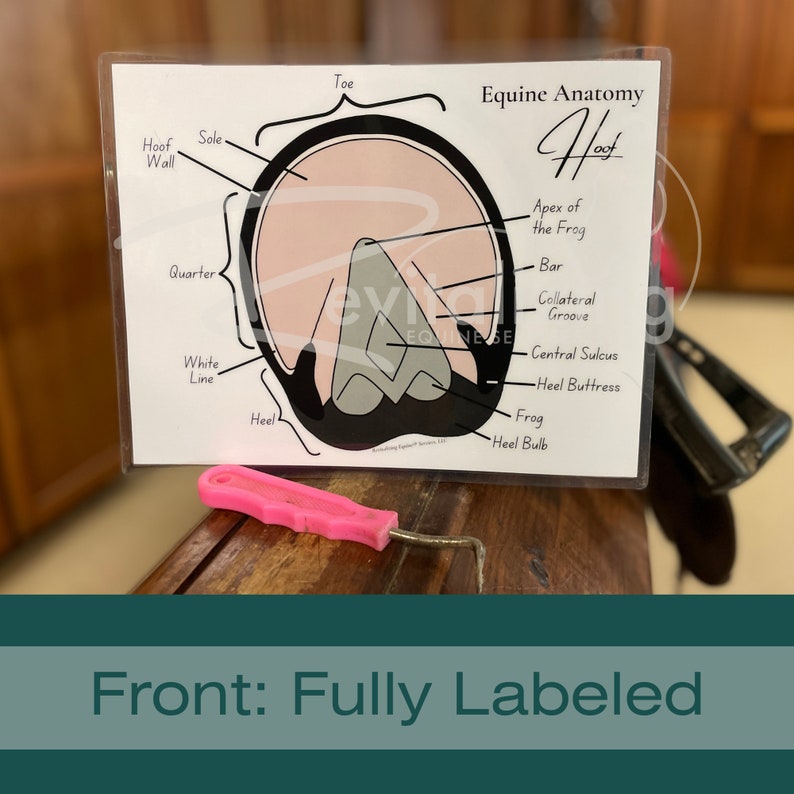 Equine Hoof Anatomy Chart Horse Anatomy Horse Muscular System Equine ... Equine Hoof Anatomy Chart Horse Anatomy Horse Muscular System Equine ...