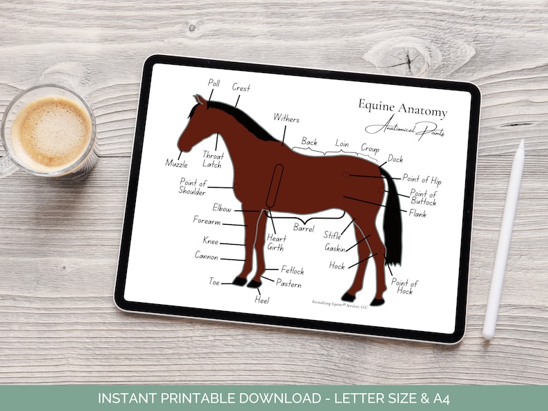 Equine Anatomical Points Worksheet - Horse Anatomy - Equine Anatomy ...