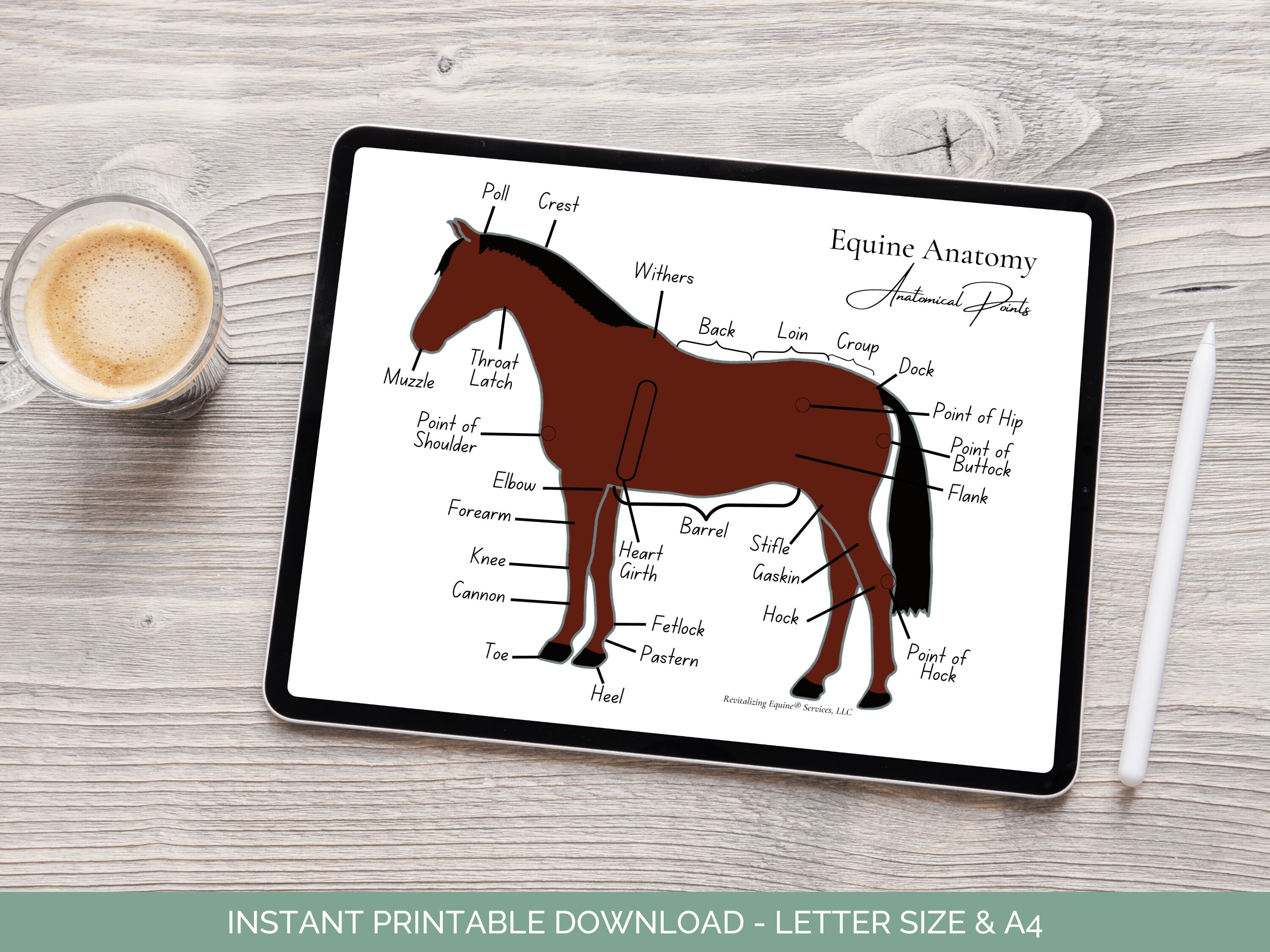 Equine Anatomical Points Worksheet - Horse Anatomy - Equine Anatomy ...