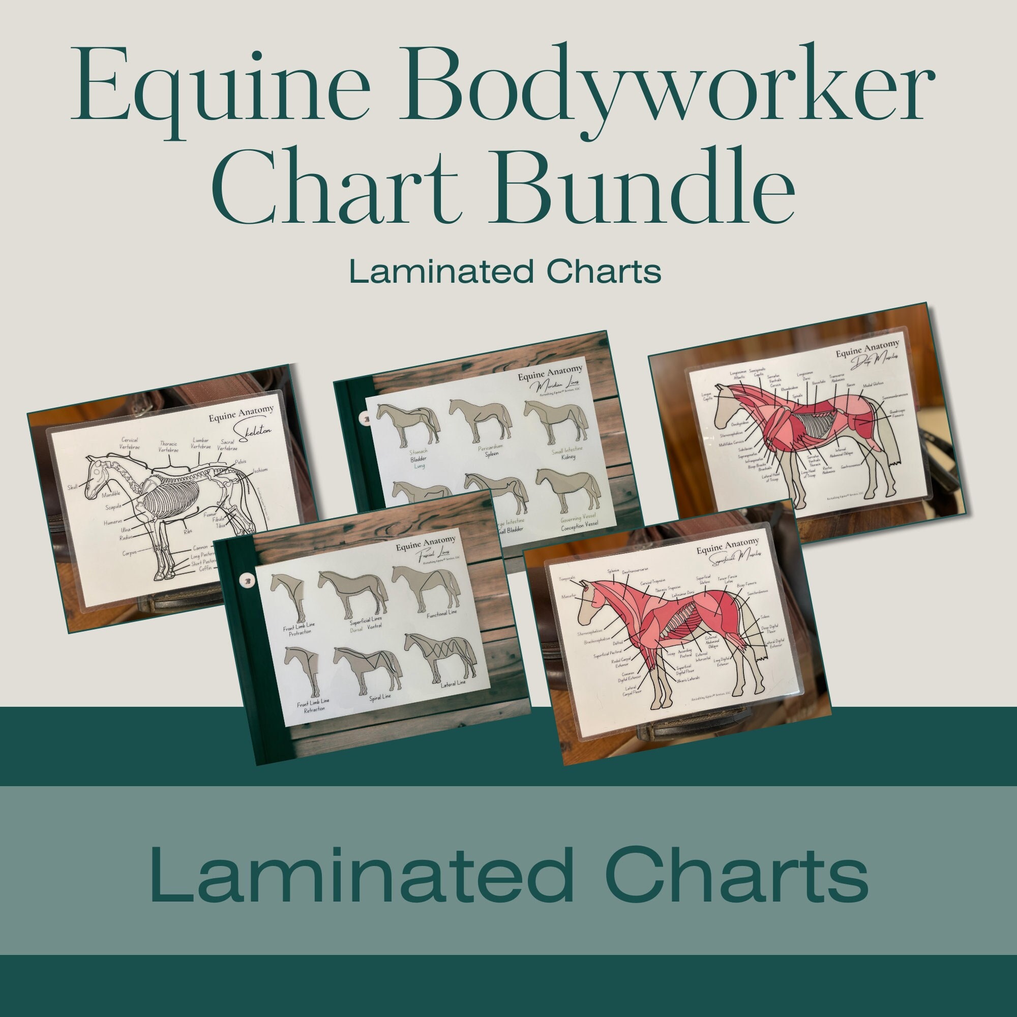 Equine Anatomy Charts - Bodyworker Bundle - Horse Anatomy - Horse ...