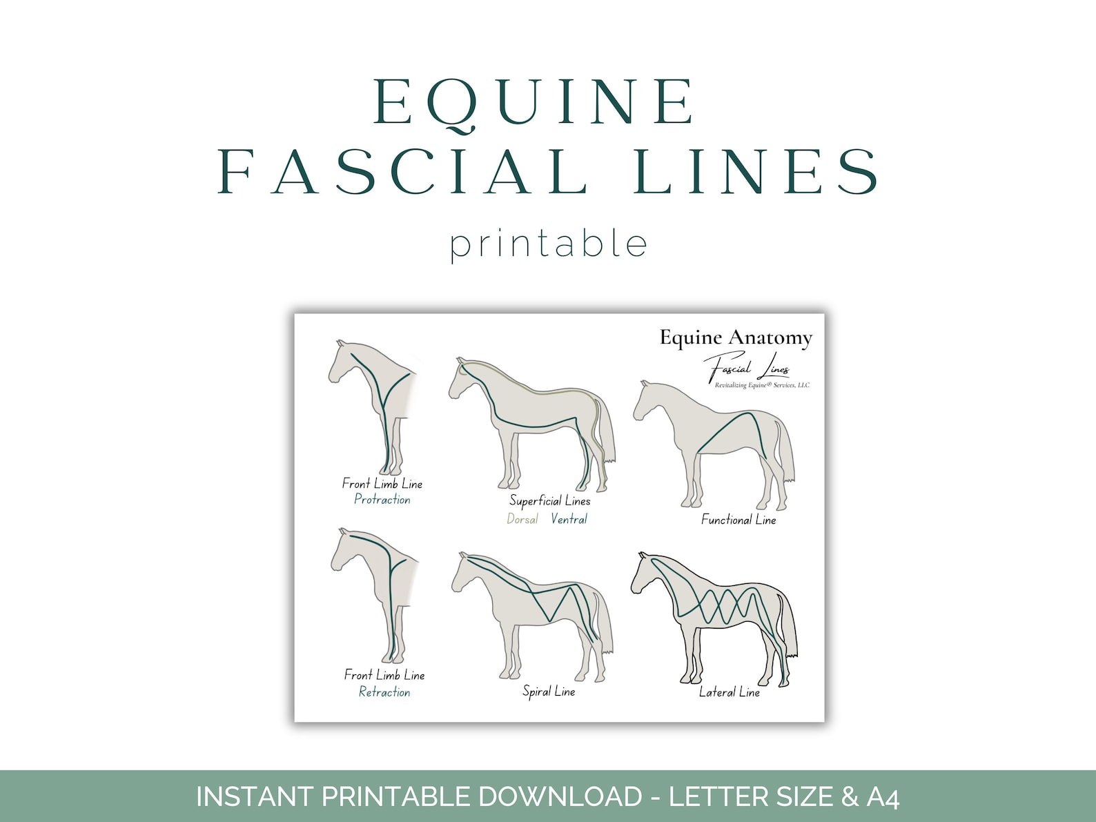 Equine Fascial Line Worksheet - Horse Anatomy - Horse Fascial Lines ...