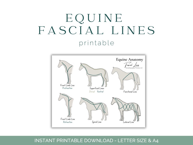 Equine Fascial Line Worksheet - Horse Anatomy - Horse Fascial Lines ...