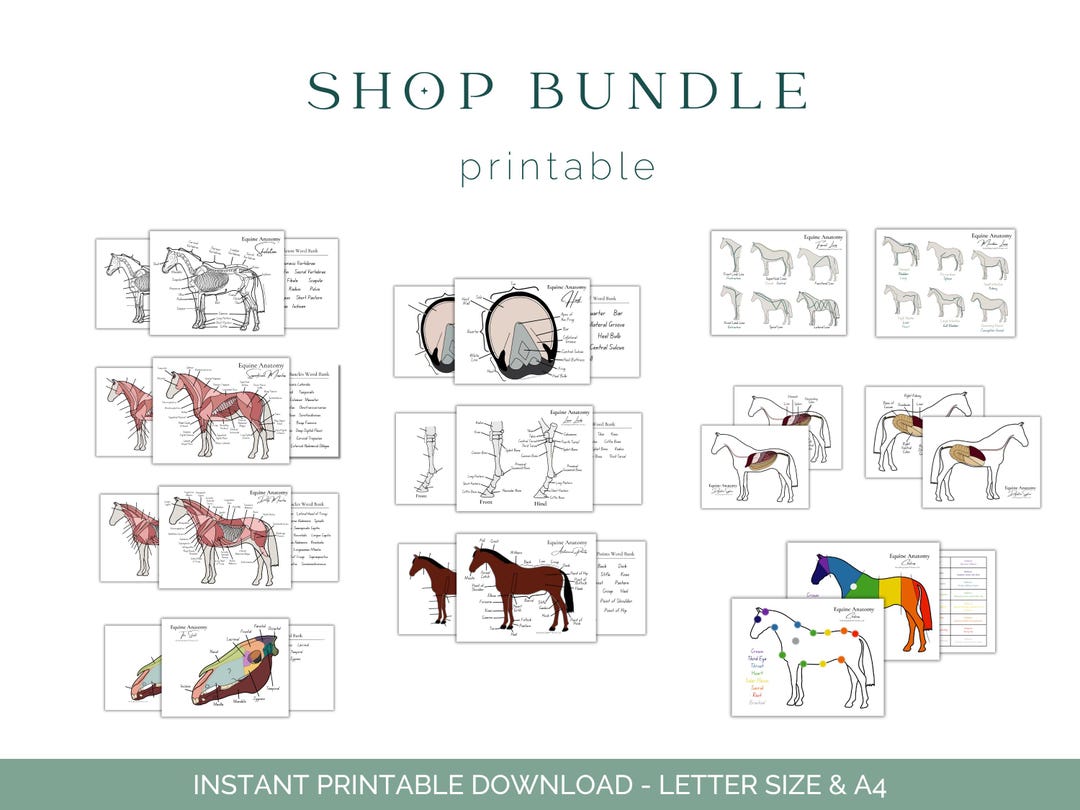 Equine Worksheet Shop Bundle - Horse Anatomy - Equine Anatomy - Equine ...
