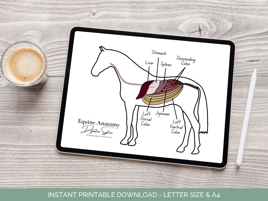 Equine Digestive System Worksheet - Horse Anatomy - Horse Digestive ...