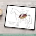 Equine Digestive System Worksheet - Horse Anatomy - Horse Digestive ...
