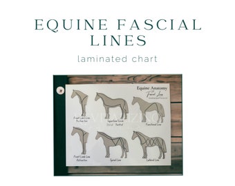 Equine Meridian Line Chart - Horse Anatomy - Horse Meridian System ...