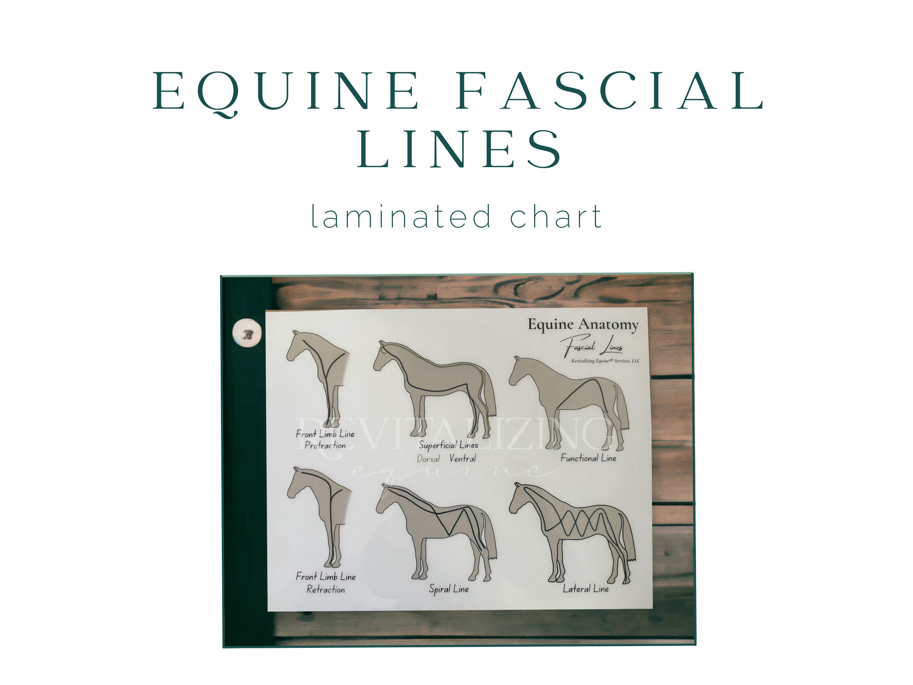 Equine Fascial Line Laminated Chart - Horse Anatomy - Etsy Canada