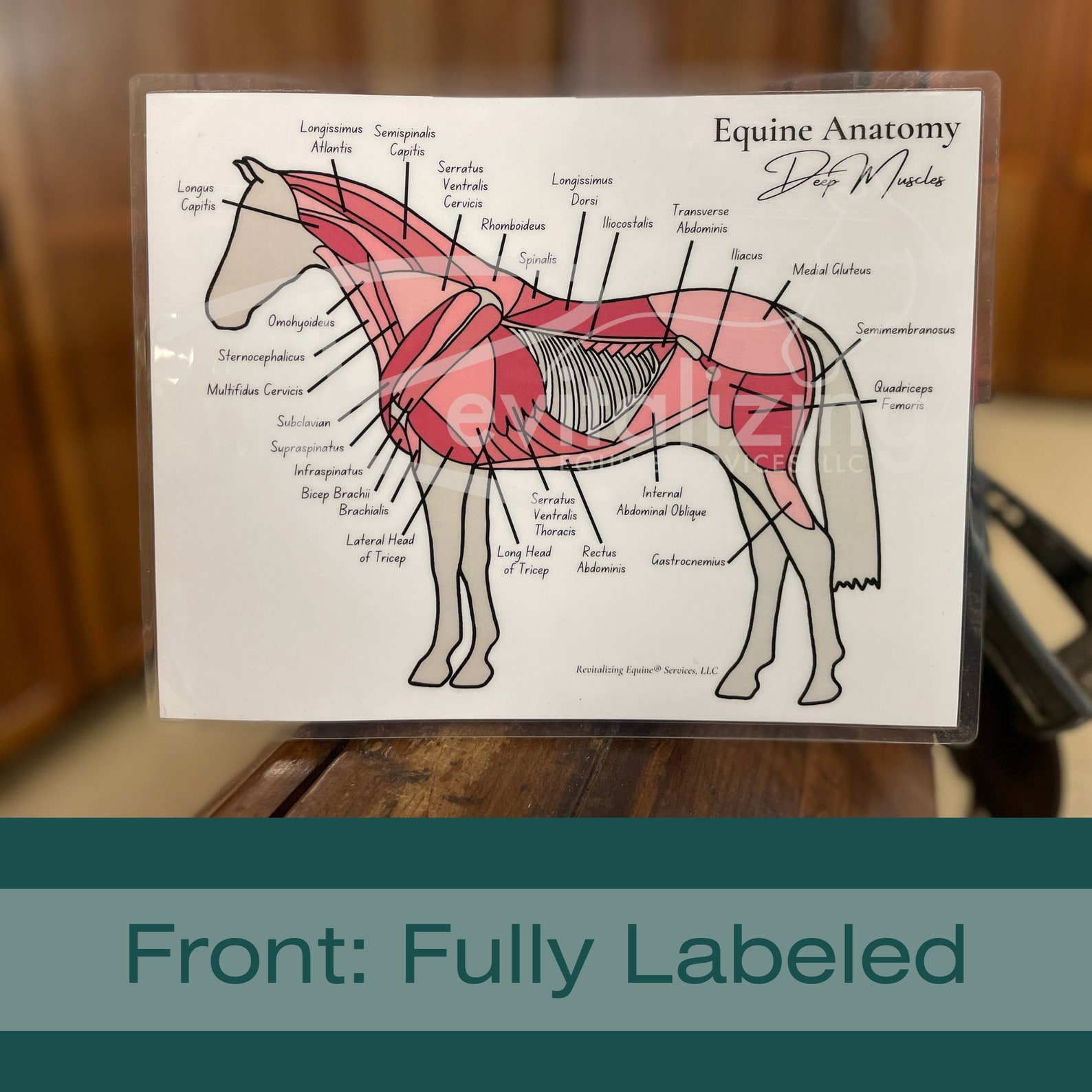 Equine Deep Muscle Chart Horse Anatomy Horse Muscular System Equine ...