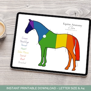 Equine Chakras - Horse Chakras - Equine Energy Work - Equine Bodyworker ...