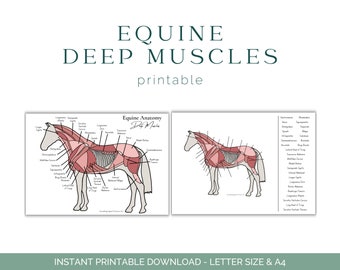 Equine Skeleton Worksheet Horse Anatomy Horse Skeleton Equine Anatomy ...