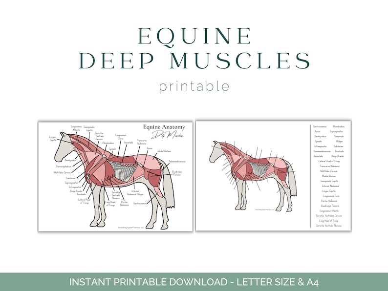 Equine Deep Muscle Worksheet - Horse Anatomy - Horse Muscular System ...