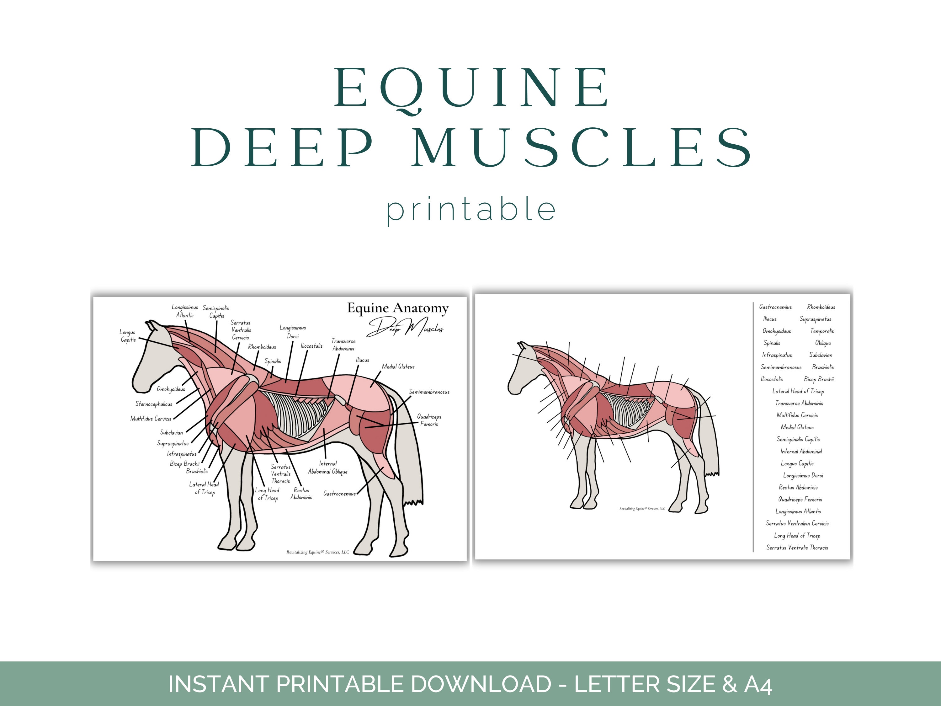 Equine Deep Muscle Worksheet - Horse Anatomy - Horse Muscular System ...