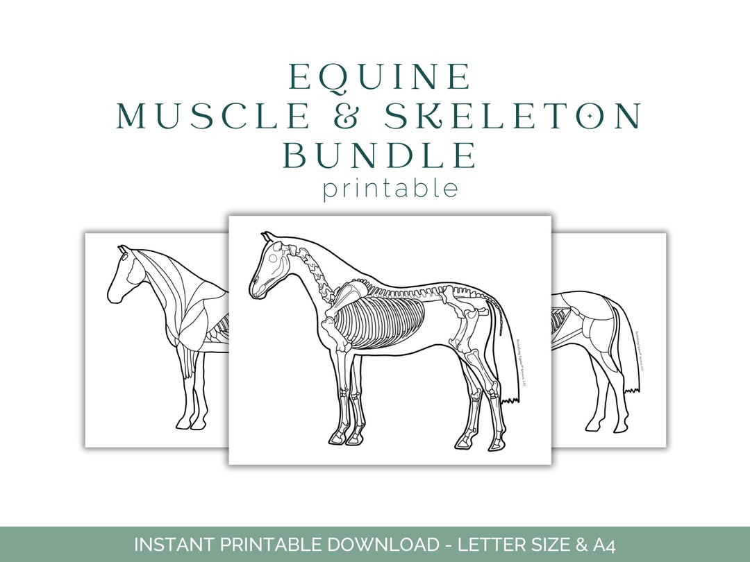 Equine Anatomy Coloring Page - Horse Anatomy - Horse Muscles - Equine ...