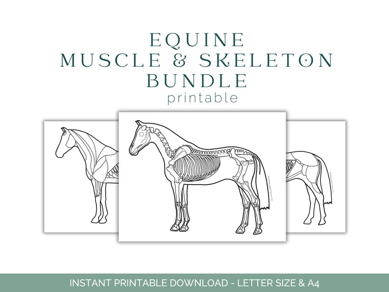 Equine Anatomy Coloring Page - Horse Anatomy - Horse Muscles - Equine ...