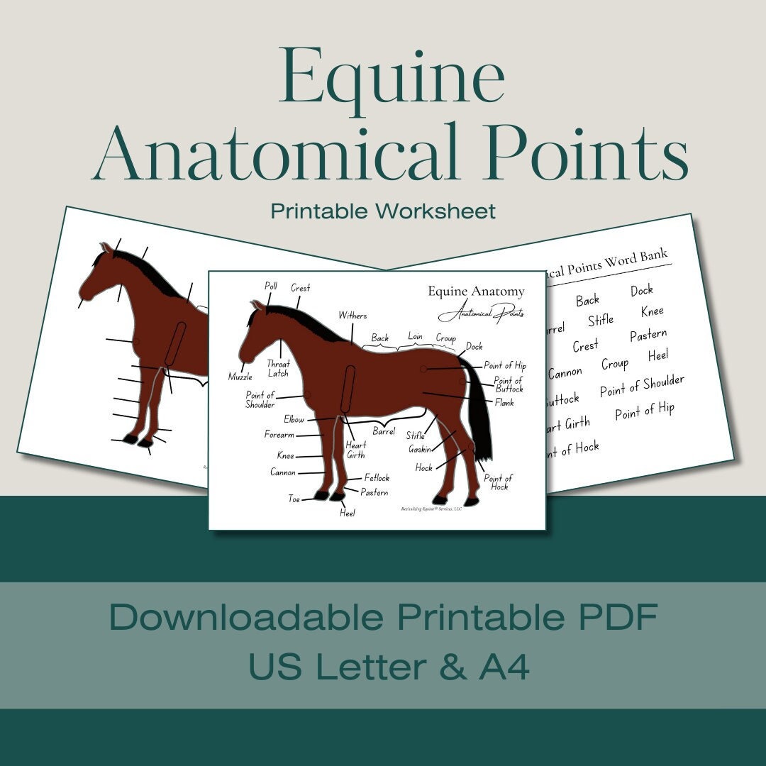 Equine Anatomical Points Worksheet Horse Anatomy Equine Anatomy Equine ...