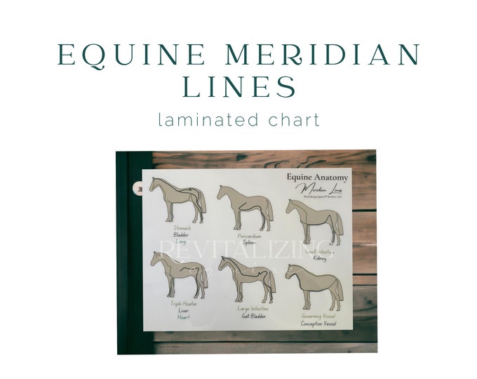 Equine Anatomy - Etsy Canada