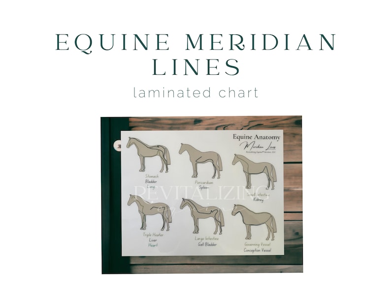 Equine Meridian Line Chart - Laminated Horse Anatomy Poster - Etsy