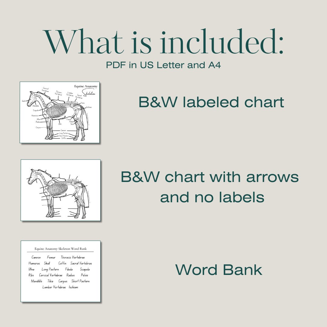 Equine Skeleton Worksheet Horse Anatomy Horse Skeleton Equine Anatomy ...