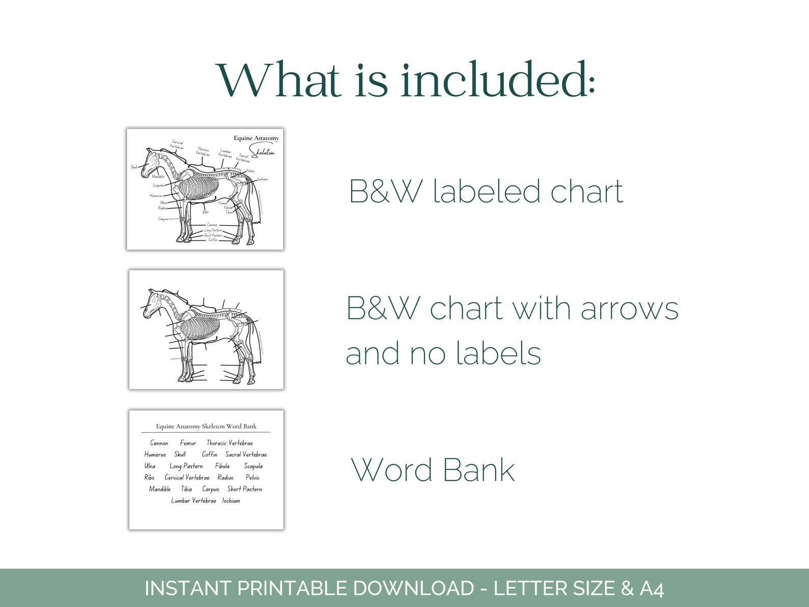 Equine Skeleton Anatomy Worksheet - Labeled and Unlabeled (PDF) - Etsy