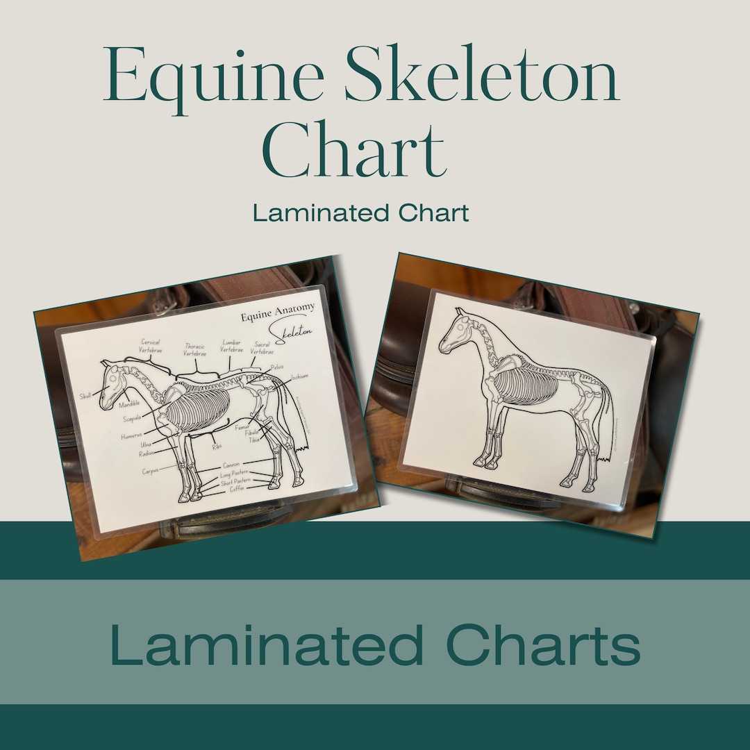 Equine Skeleton Chart - Horse Anatomy - Horse Muscular System - Equine ...