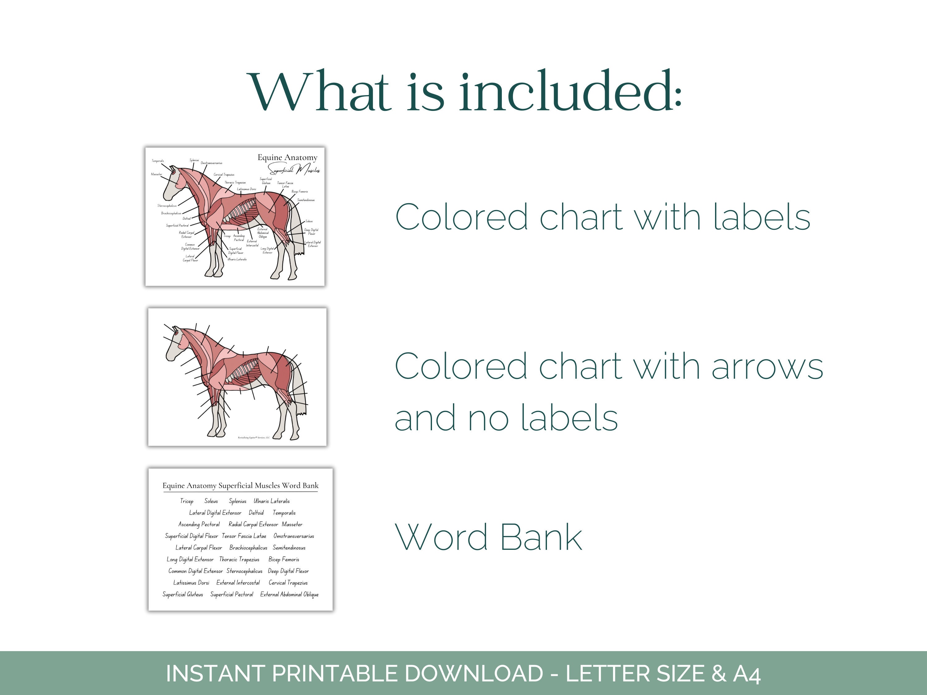 Equine Superficial Muscle Worksheet - Horse Anatomy - Horse Muscular ...
