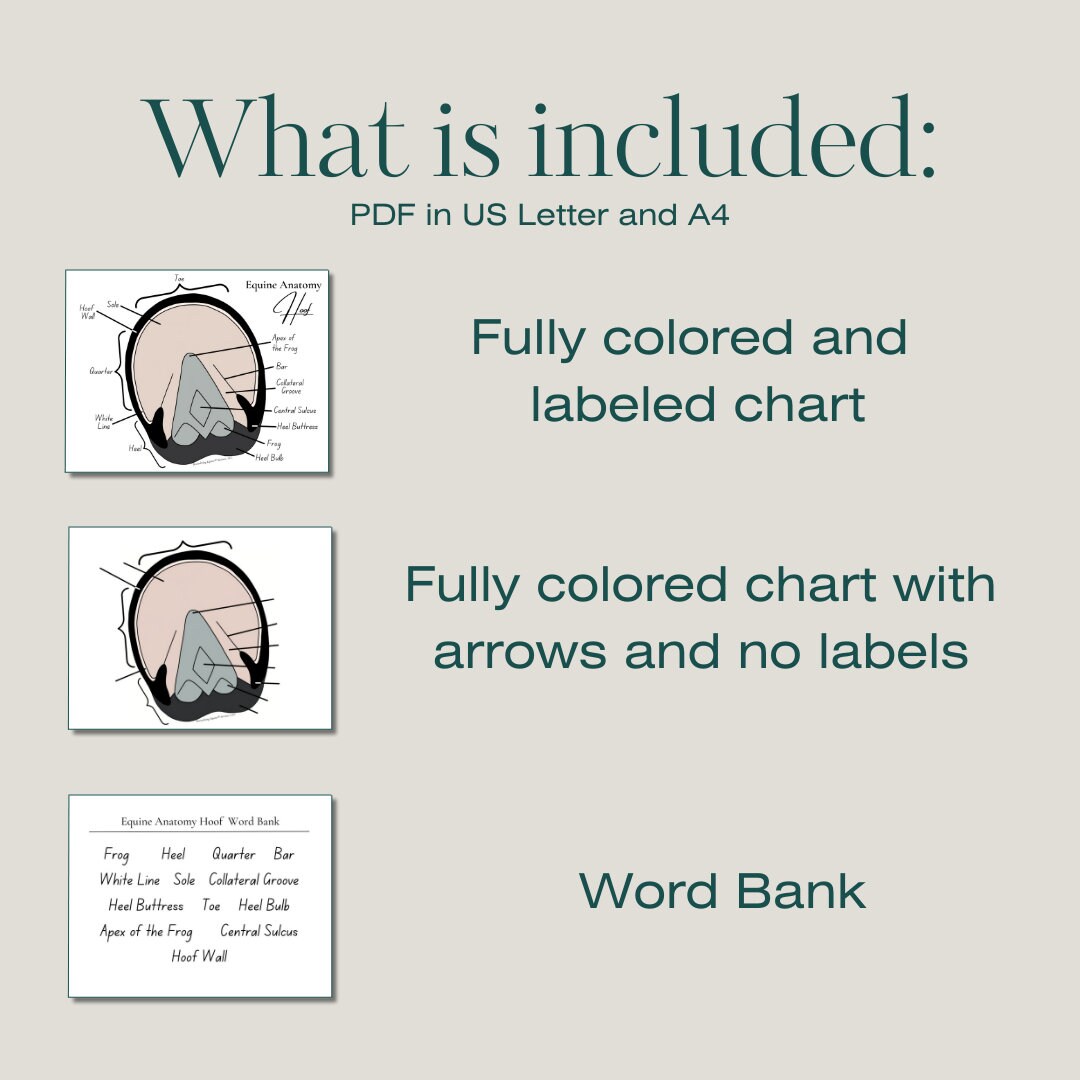 Equine Hoof Worksheet Horse Anatomy Horse Hoof Equine Anatomy Equine ...