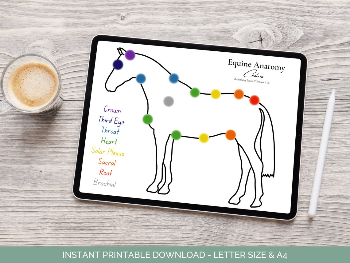 Equine Chakras - Horse Chakras - Equine Energy Work - Equine Bodyworker ...