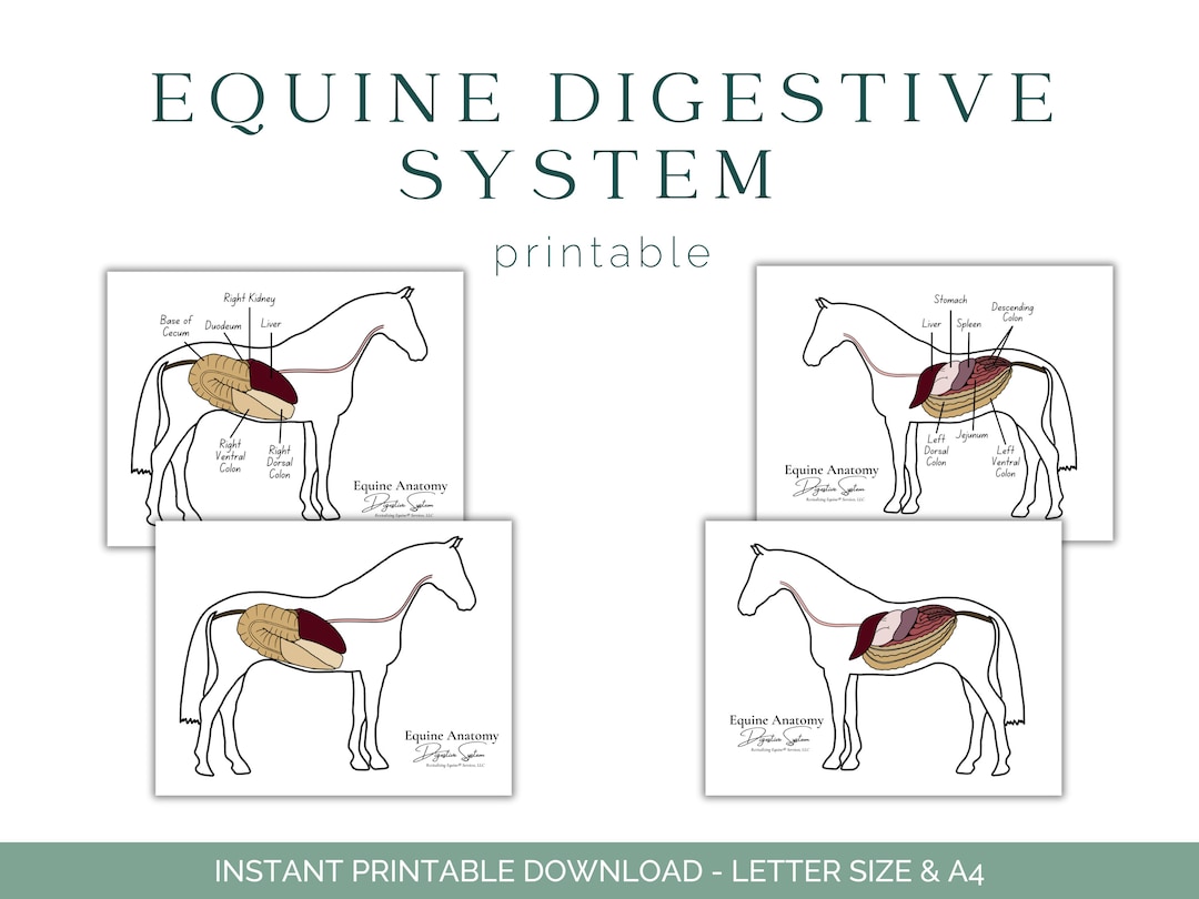 Equine Digestive System Worksheet - Horse Anatomy - Horse Digestive ...
