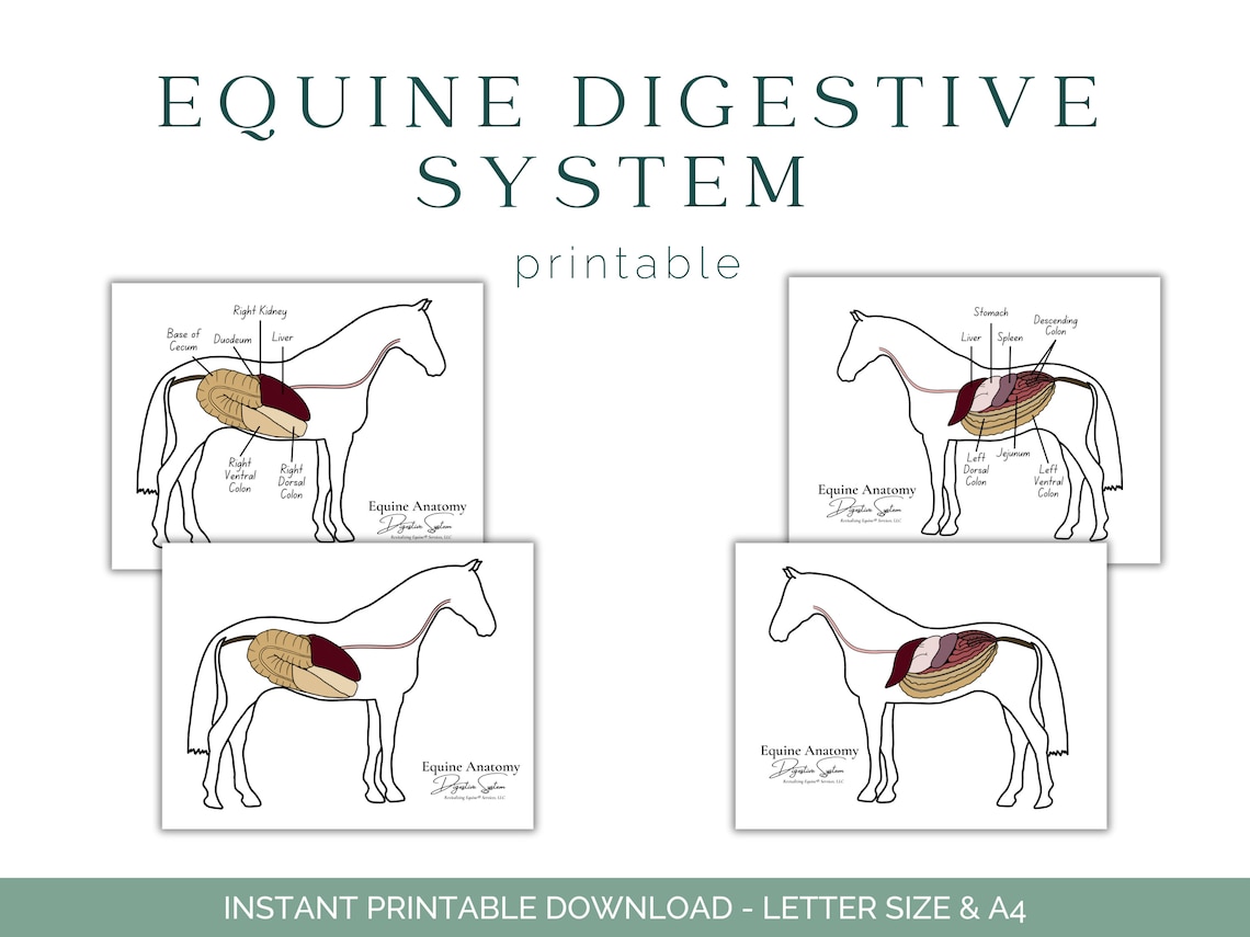 Equine Digestive System Worksheet - Horse Anatomy - Horse Digestive ...