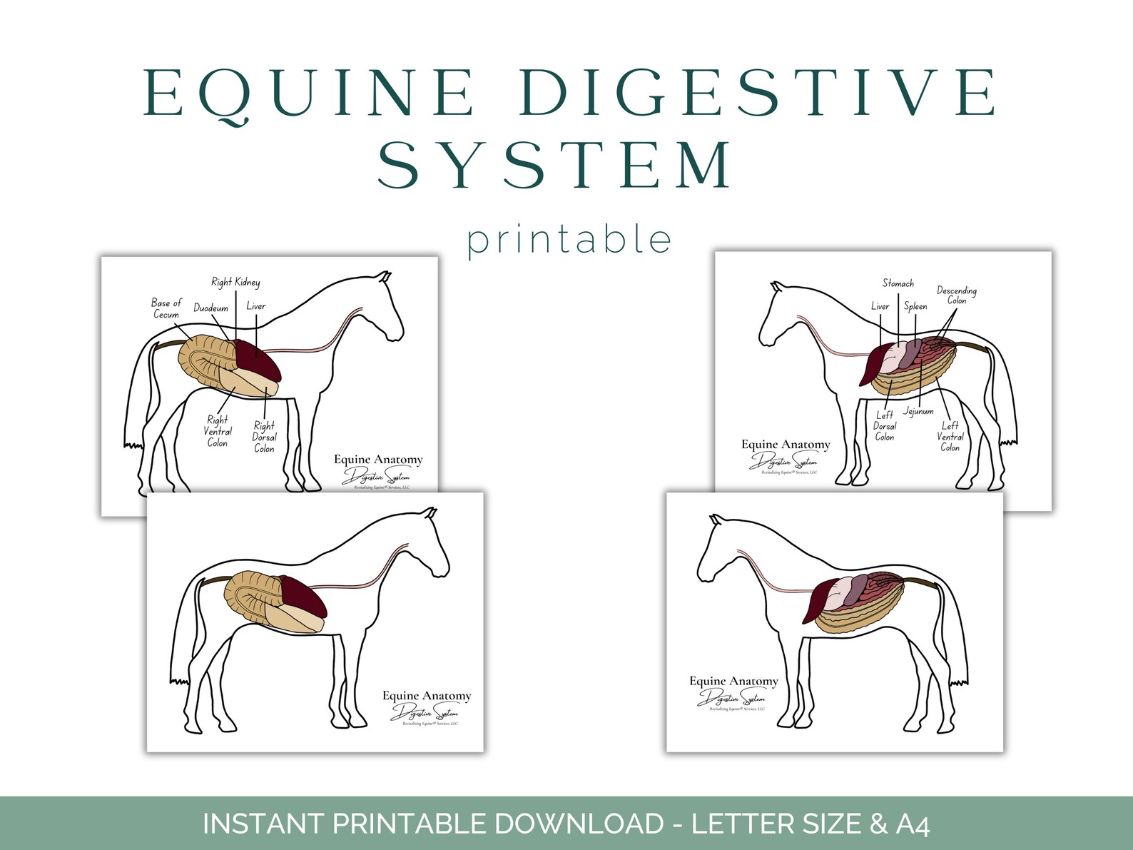 Equine Digestive System Worksheet - Horse Anatomy - Horse Digestive ...