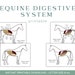 Equine Digestive System Worksheet - Horse Anatomy - Horse Digestive ...