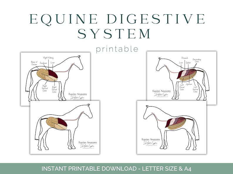 Equine Digestive System Worksheet - Horse Anatomy - Horse Digestive ...