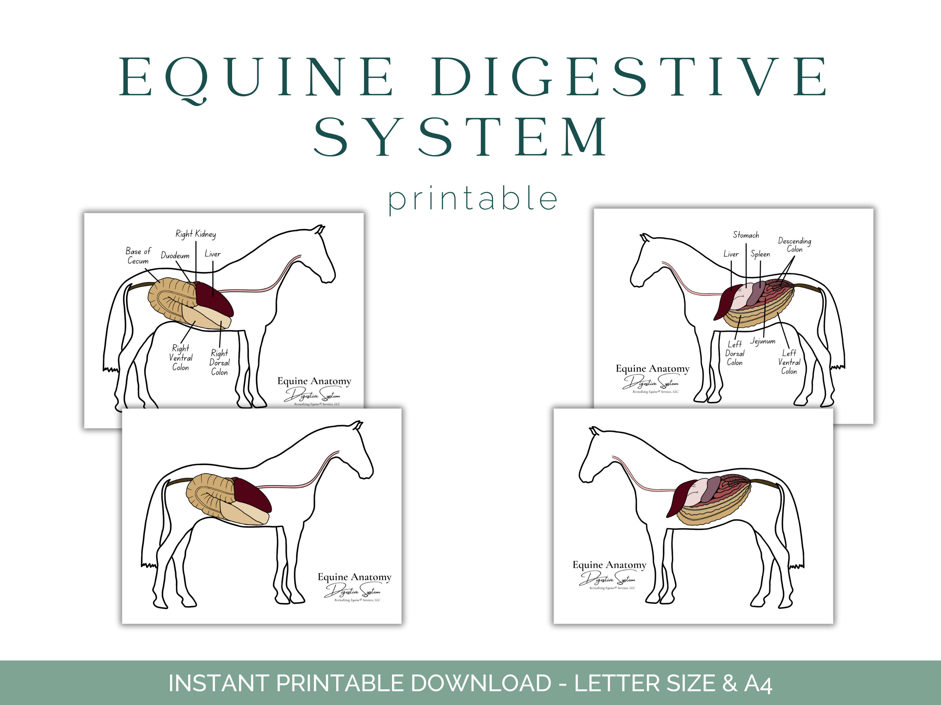 Equine Digestive System Worksheet - Horse Anatomy - Horse Digestive ...