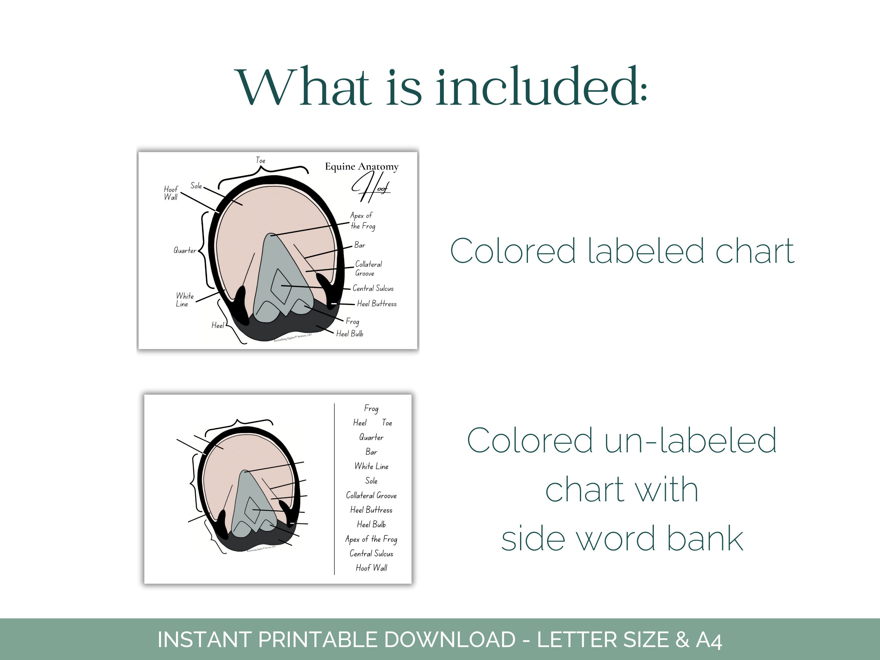 Equine Hoof Worksheet - Horse Anatomy - Horse Hoof - Equine Anatomy ...