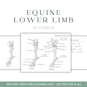 Lower Leg Bones Anatomy - Etsy