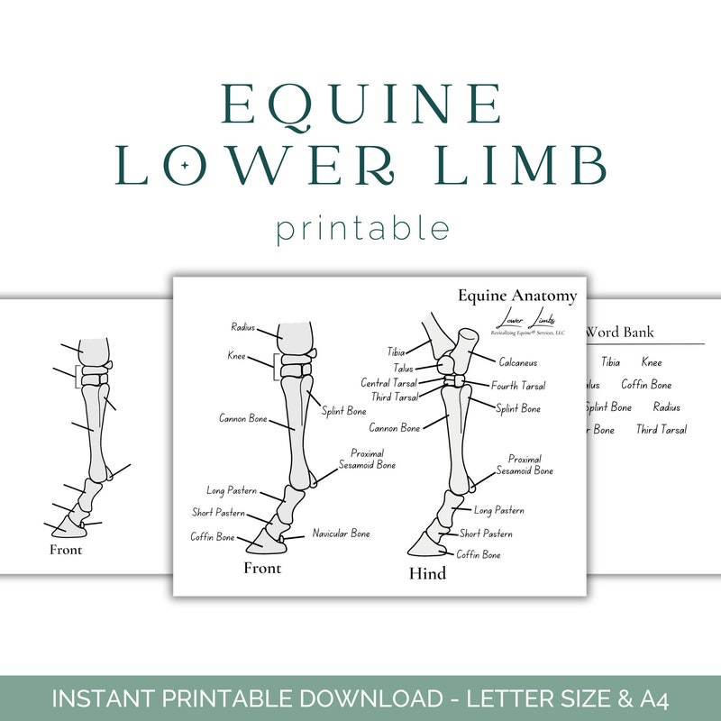 Horse Anatomy - Etsy